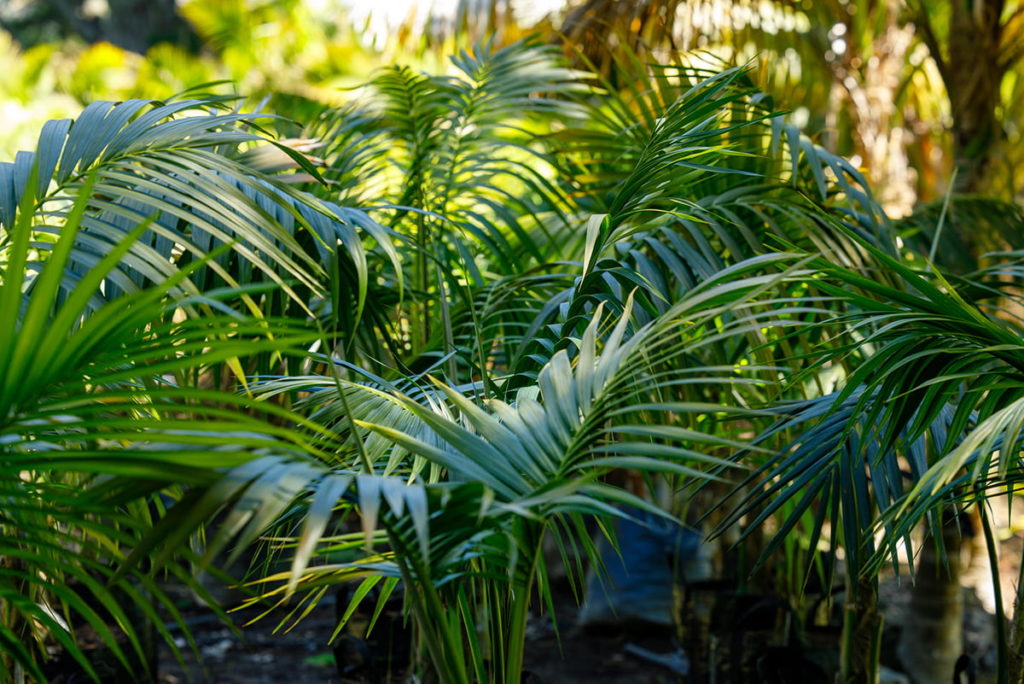 Archives: Palm Species - Auckland Palm Centre