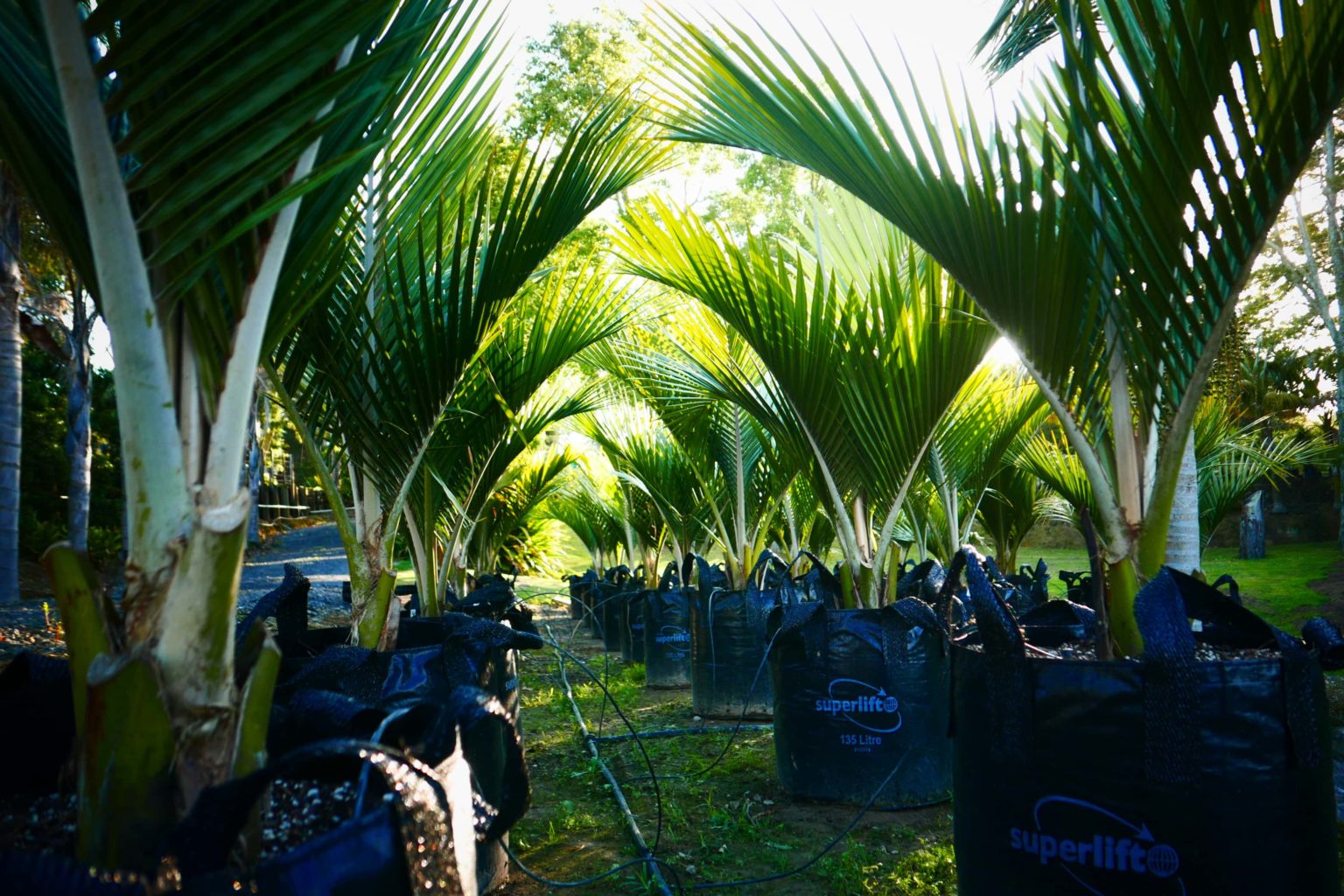 Archives: Palm Species - Auckland Palm Centre