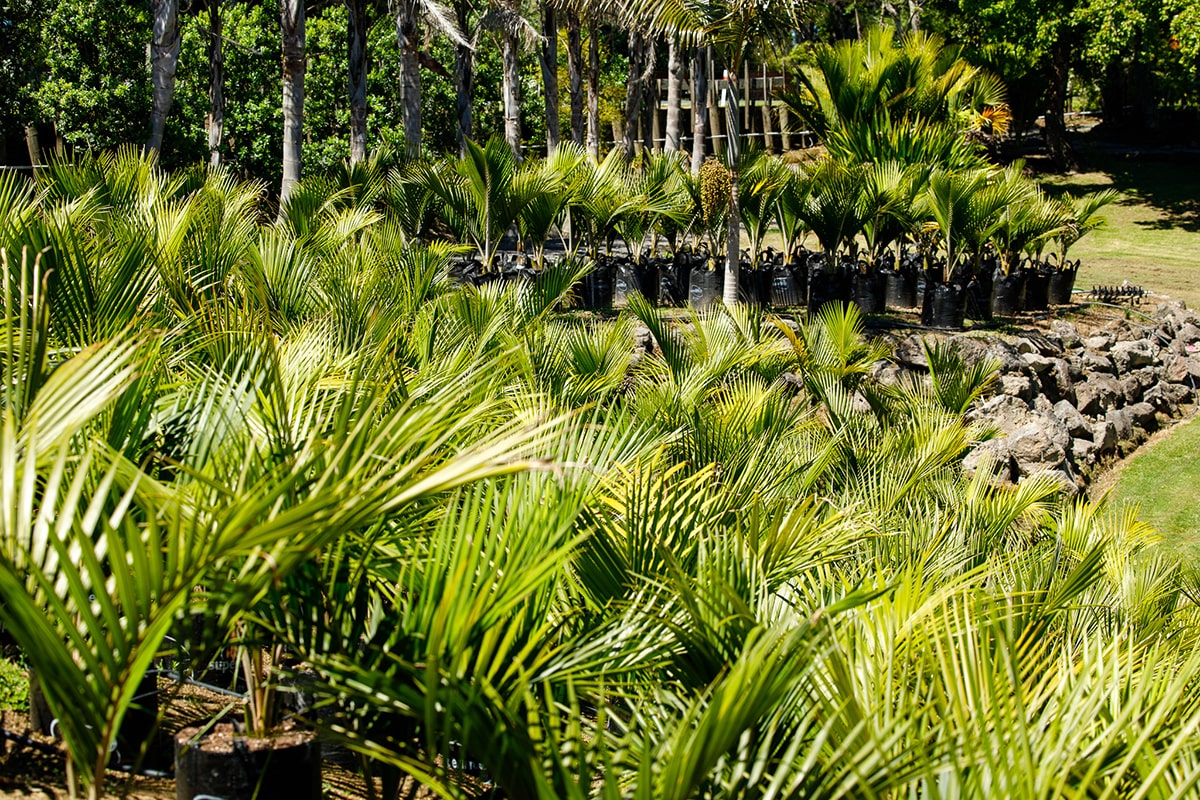 About Us - Auckland Palm Centre